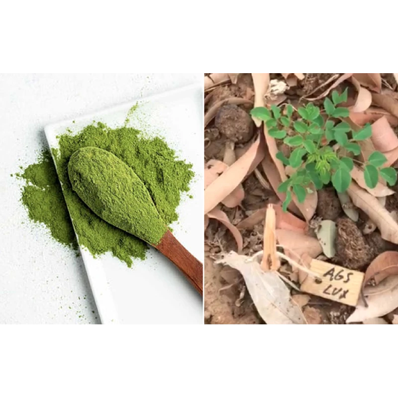Le Moringa | AGS Pulse